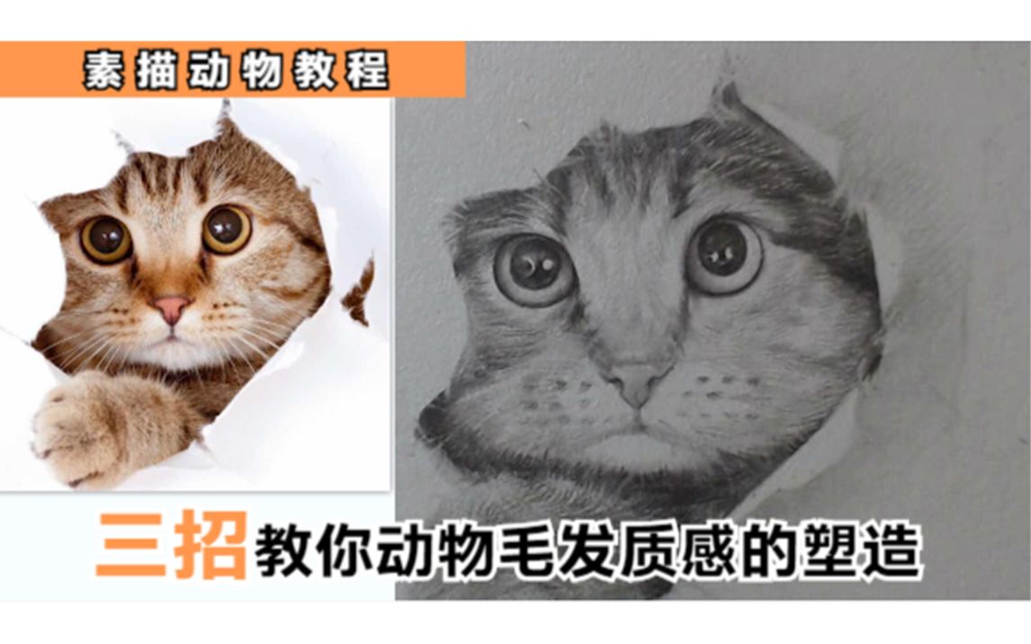 三招教你素描动物毛发质感的塑造!这只破纸而出的猫咪有萌到你吗?