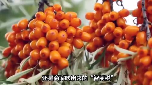 沙棘原浆是智商税吗?揭秘真实功效与禁忌,别再乱喝了!