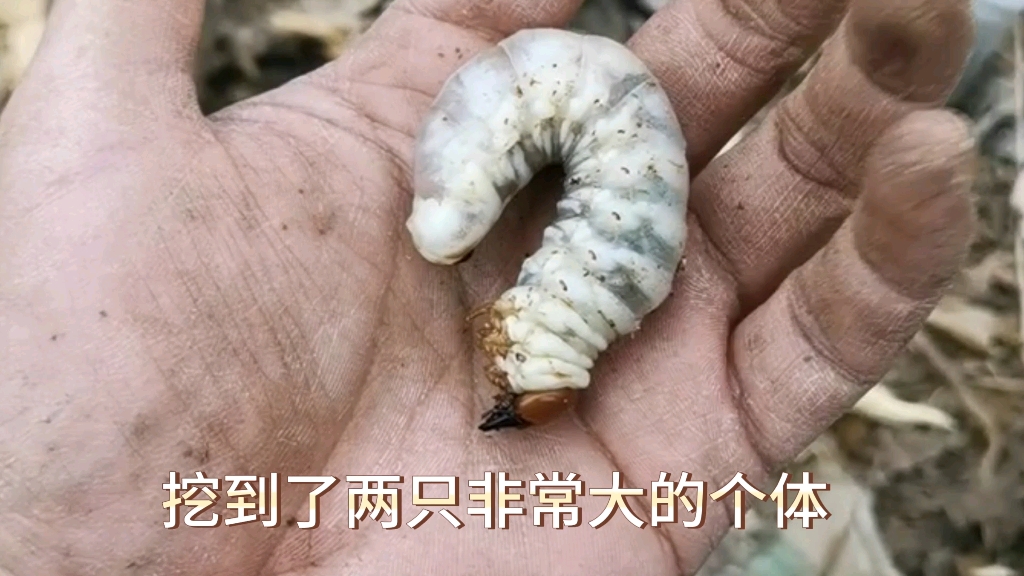 在朽木里捉到了一些锹甲幼虫,肥嘟嘟的真可爱