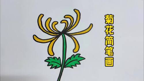 菊花简笔画用5个爱心画出简单又好看的菊花简笔画一看就会