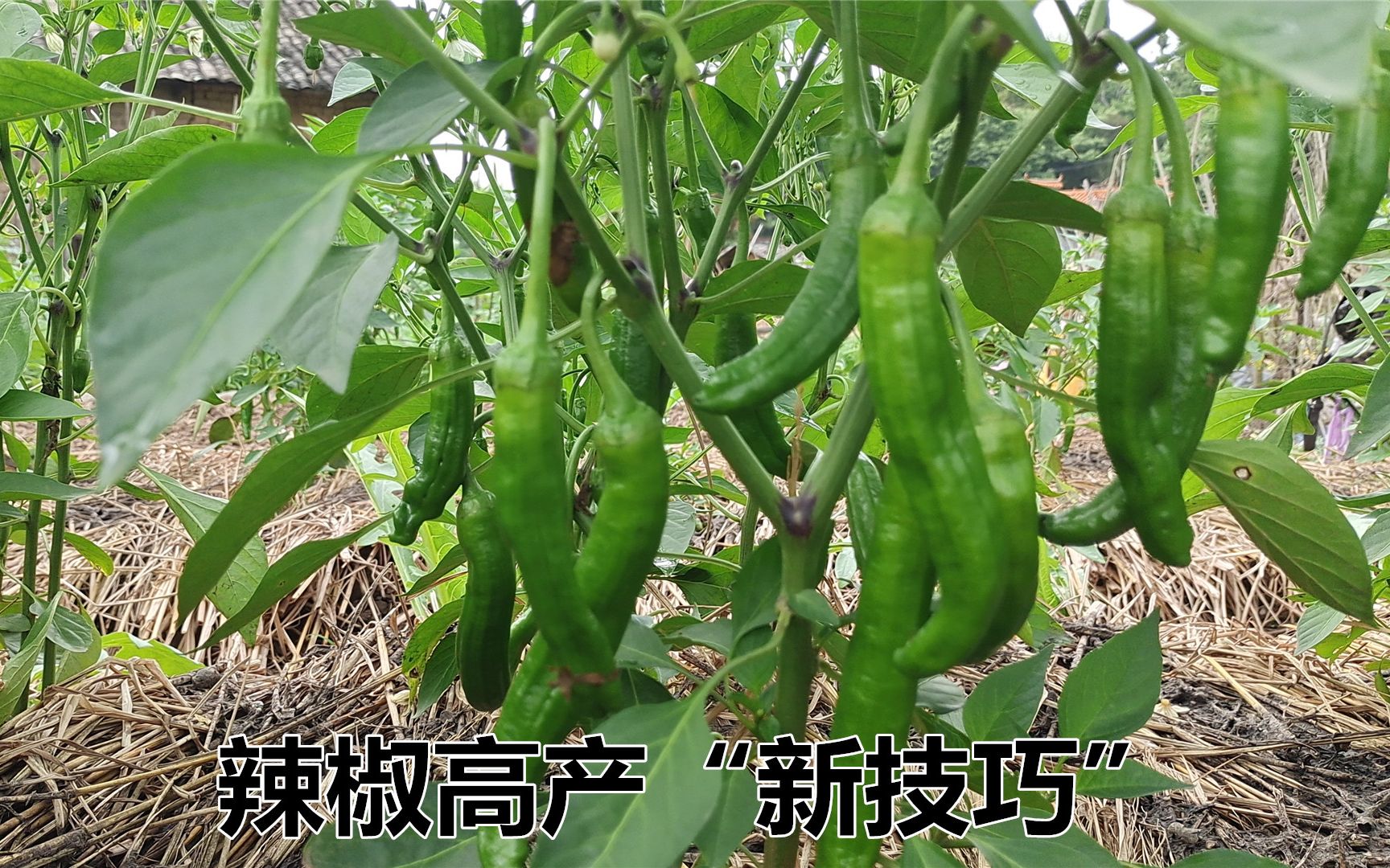 辣椒种植“最新技术”,四点管理掌握好,产量是别人的好几倍