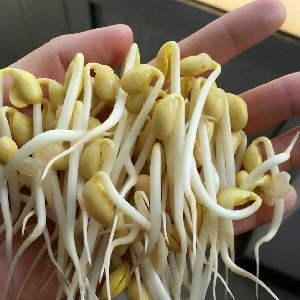 豆制品机械设备 