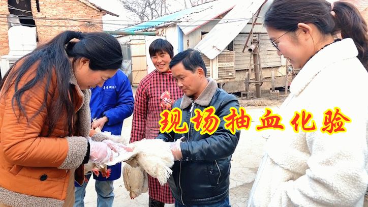 蛋鸡也需要定期采血化验,检测抗体,看畜牧局工作人员现场操作!