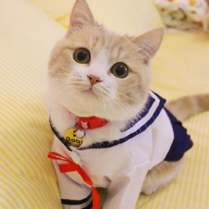 橙味年糕 