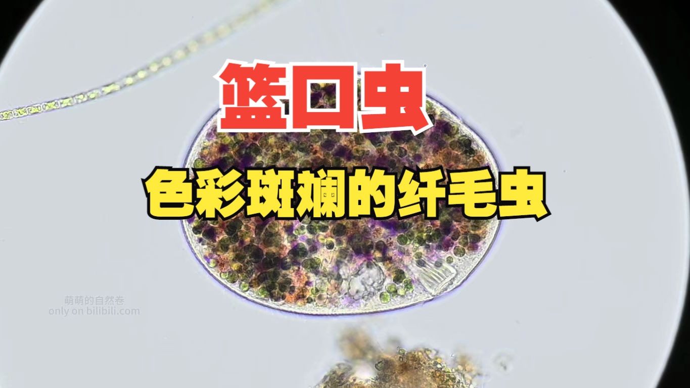 浮游生物观察之-篮口虫