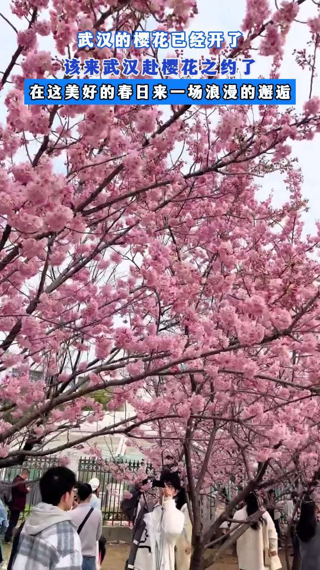 武汉的樱花已经开了,该来武汉赴樱花之约了