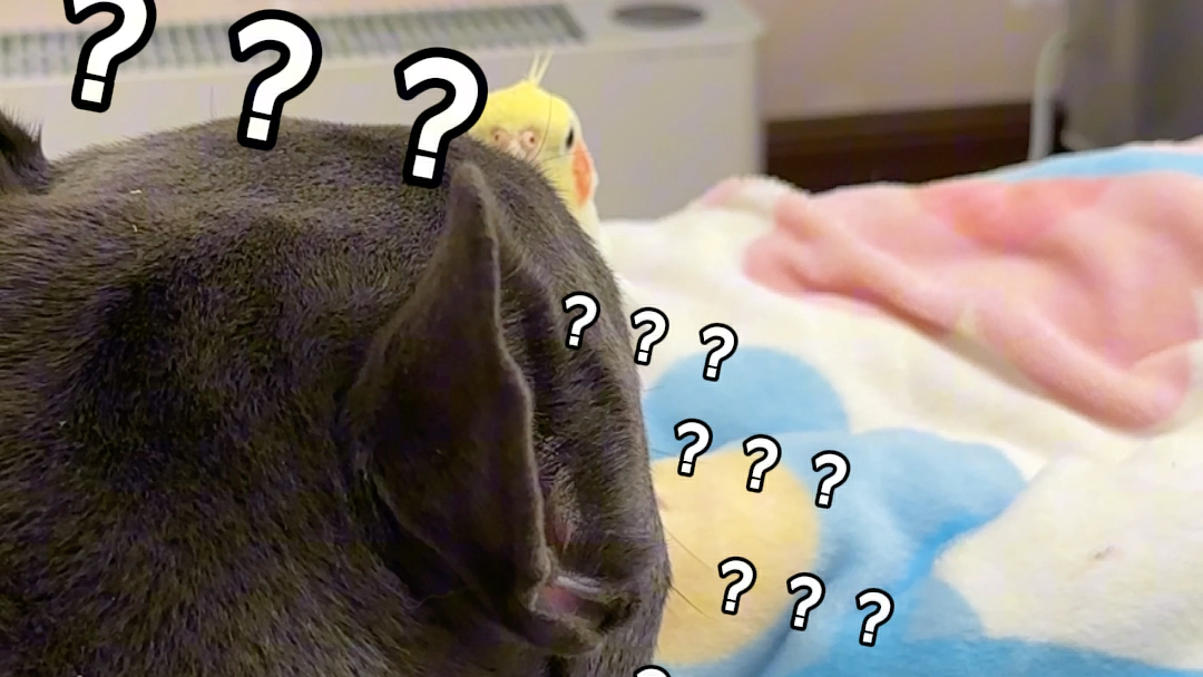 怎么又卡带了!狗:我走还不行吗?