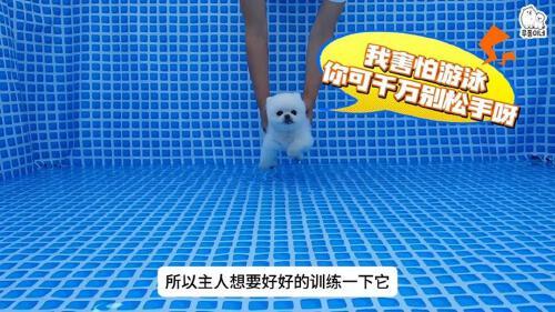 狗狗害怕游泳,当主人把它丢进泳池那一刻,狗狗的反应笑得人肚疼