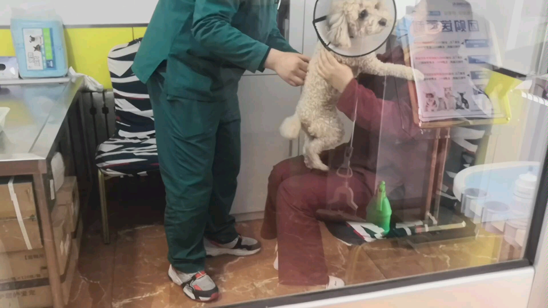 【泰迪】被送去宠物医院换药