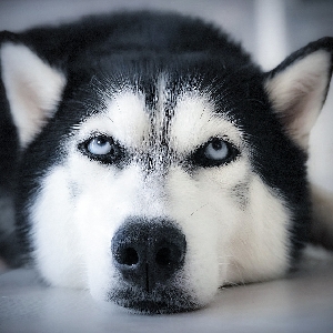 闲鱼晓 