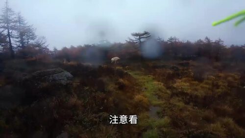 半山腰惊现巨型不明生物!目击者镜头记录震撼一幕