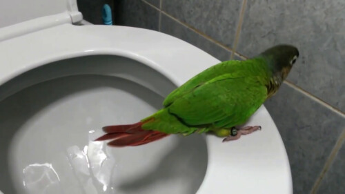 狗狗自己上厕所,这倒也能服气,鹦鹉坐马桶,这是要闹哪样?