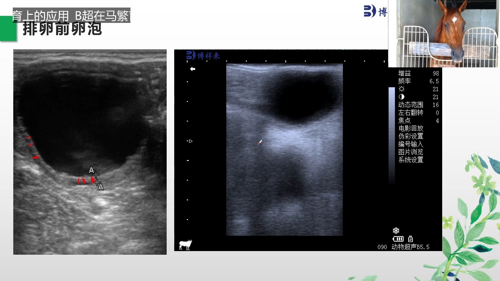 兽医私藏技术!超声影像揭秘母马排卵期,精准到小时的科学配种!
