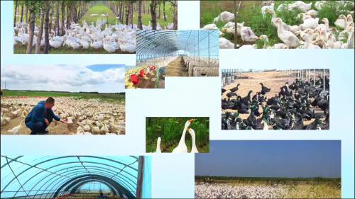 杜尔伯特县鹅产业技术指导微课堂--孵化前期第一周通风换气的