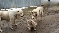 中华田园犬:初生牛犊不怕虎,这只小奶狗和两只大狗吵架,丝毫不惧怕