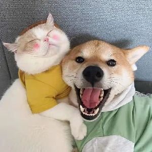 越越是原动力啊 
