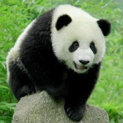 我就是天杀的混蛋 
