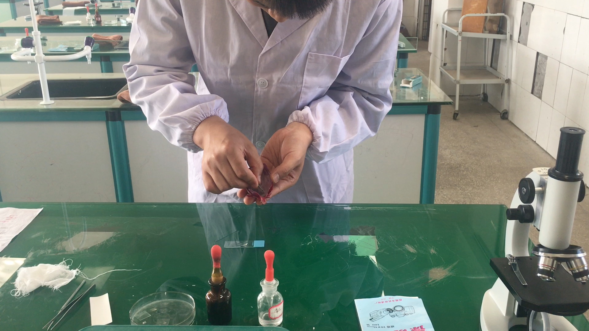 初中生物学实验操作-制作并观察洋葱鳞片叶内表皮细胞临时装片