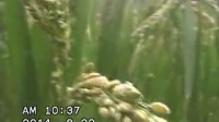 海淀水稻生长过程成品_兼容格式 MP4_320x240