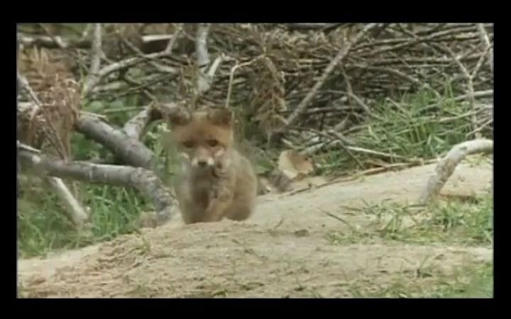 人教版生物学八年级上册配套视频