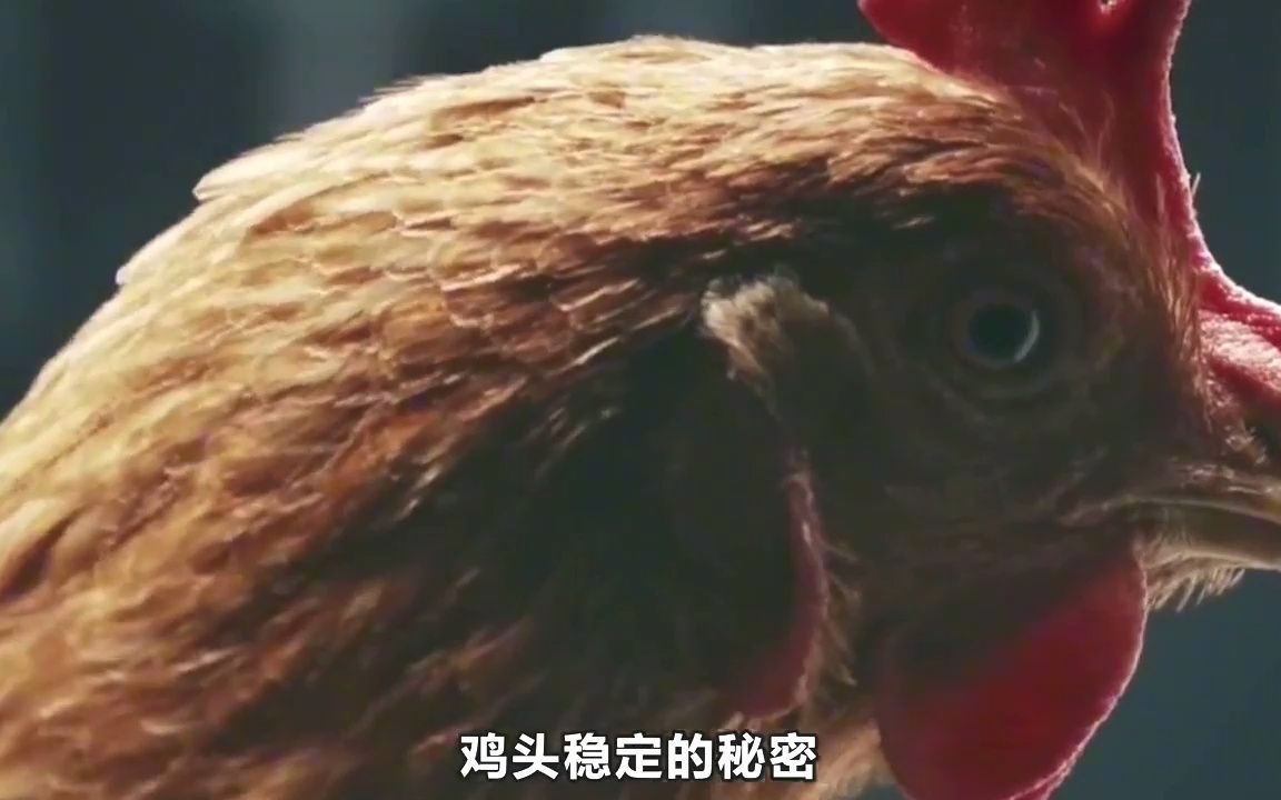 鸡头稳定的原理是什么?为什么头能保持一动不动?