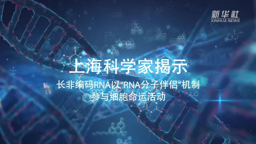 ...科学家揭示长非编码RNA以“RNA分子伴侣”机制参与细胞命运活动