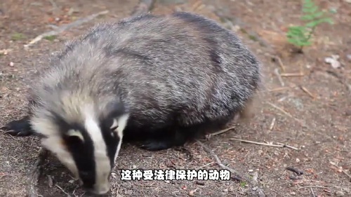 为了得到心仪的獾猪,背后我付出了多少艰辛与等待