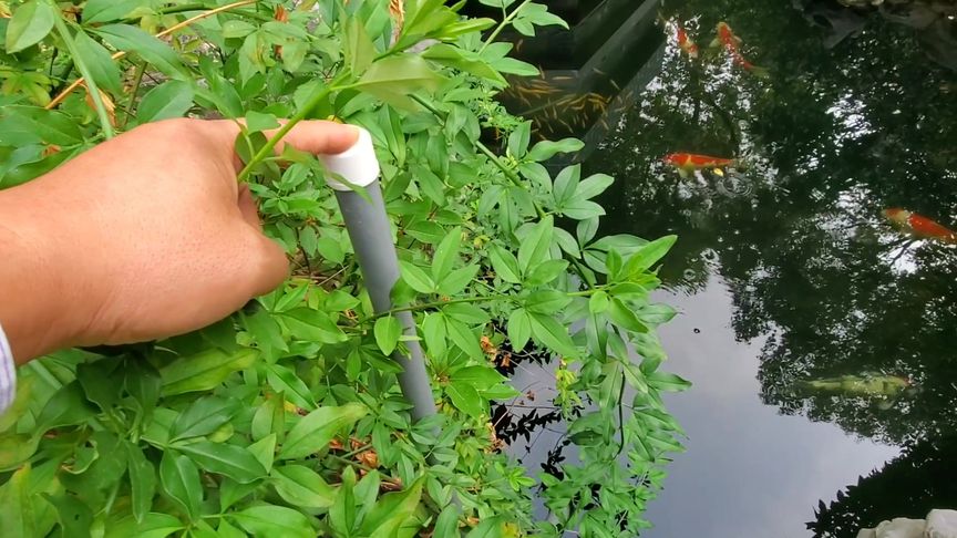 高密度养鱼的秘密,文氏增氧管,技术贴