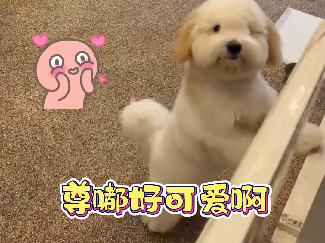 #狗狗的日常 #狗狗的可爱瞬间 #可爱狗 #小狗一看就知道非常乖