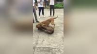 马犬打架也厉害ߑ