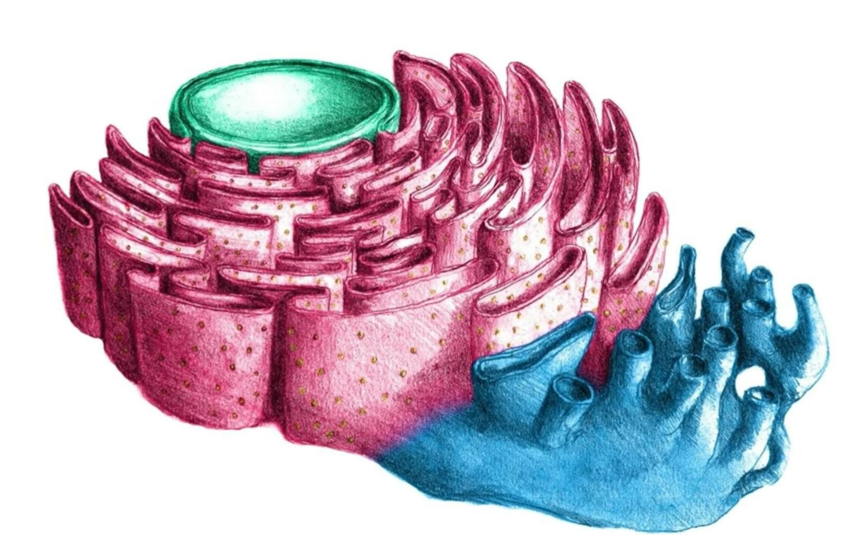 【生物动画】细胞生物学-内质网结构和功能
