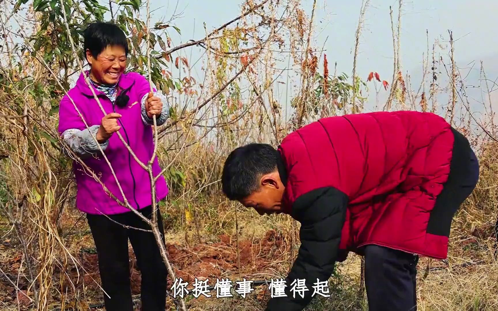 果农生存之术,种车厘子树技巧分享给大家!