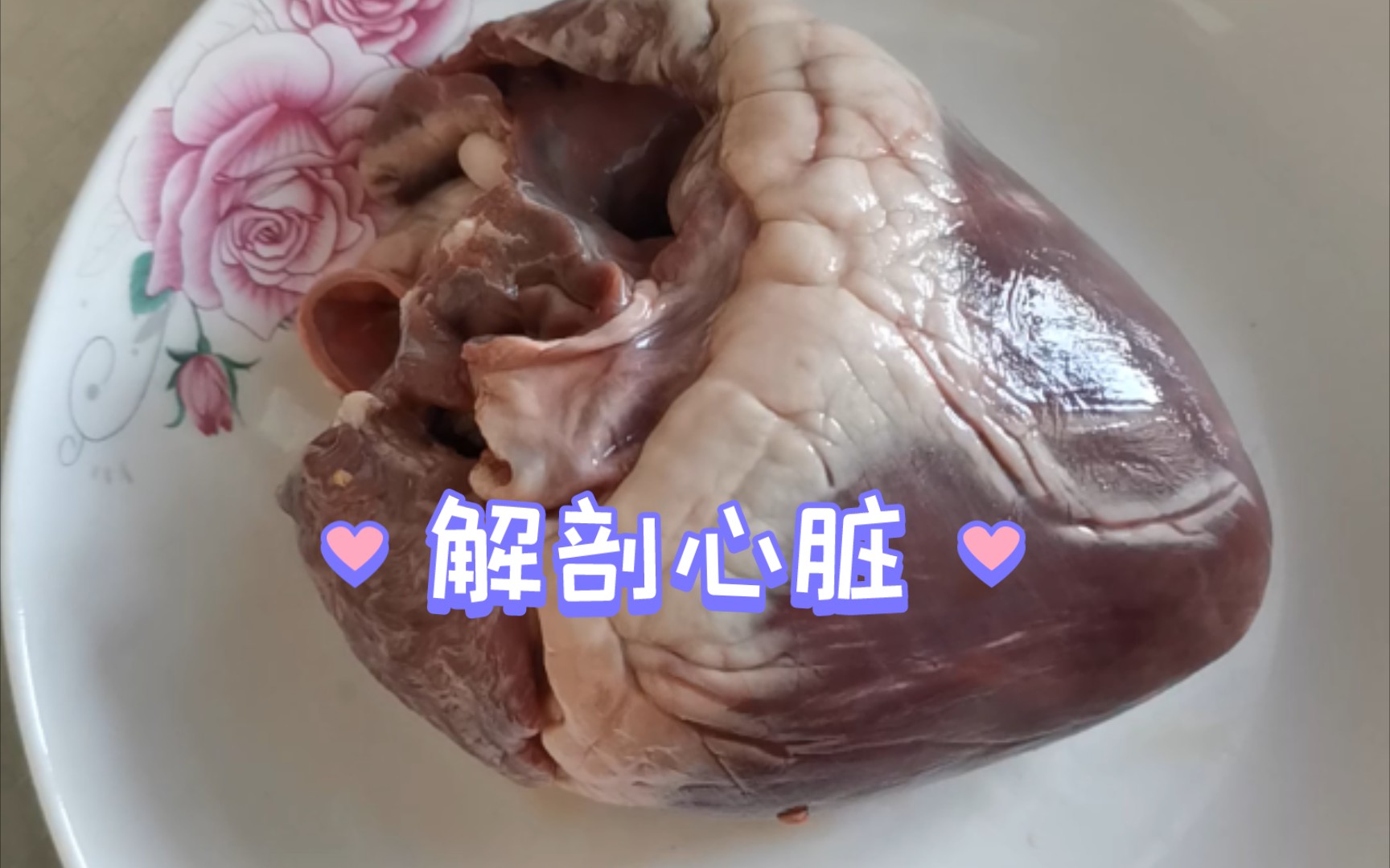 实验探究//解剖心脏//观察猪心脏的结构(简单易学 一看就懂)从方便观察...