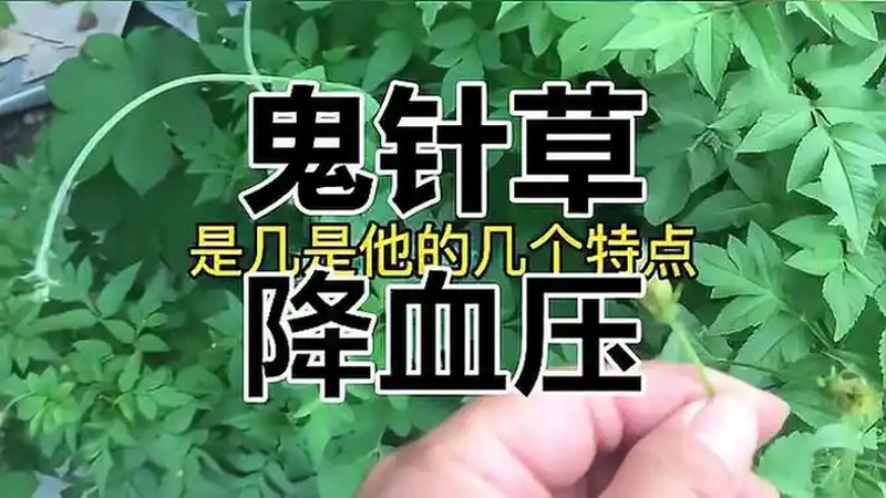 鬼针草:神奇的双效调节血压