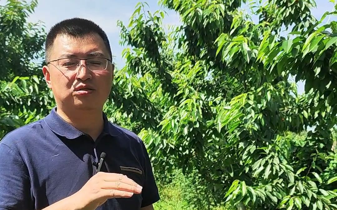 樱桃果园萎蔫的果子是什么原因