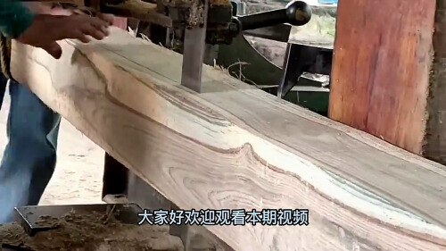黄花梨不是总能见到,今天来一颗800年的杉木切切,能赚到钱吗?