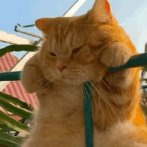 我是一个狂野男孩- 