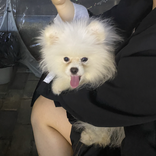 今日很浩 