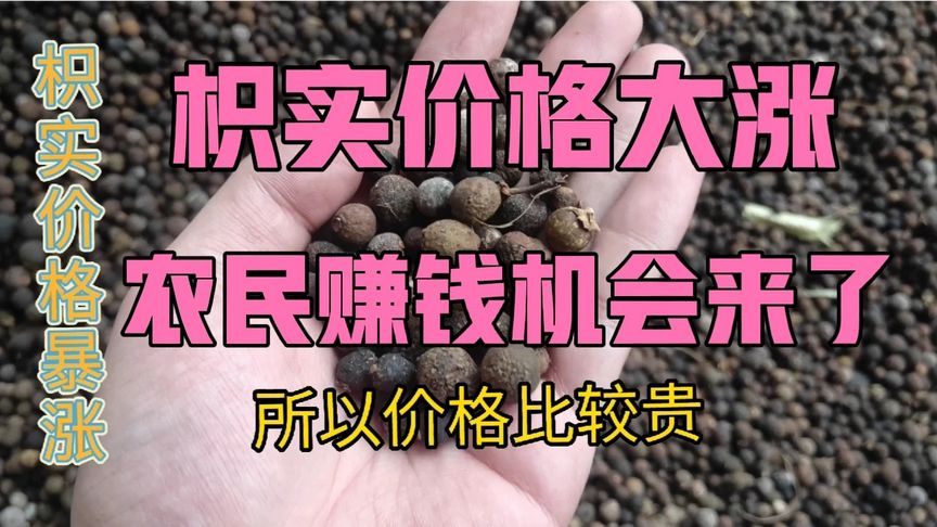 今年枳实价格大涨,有资源的发财啦,赶快行动起来!