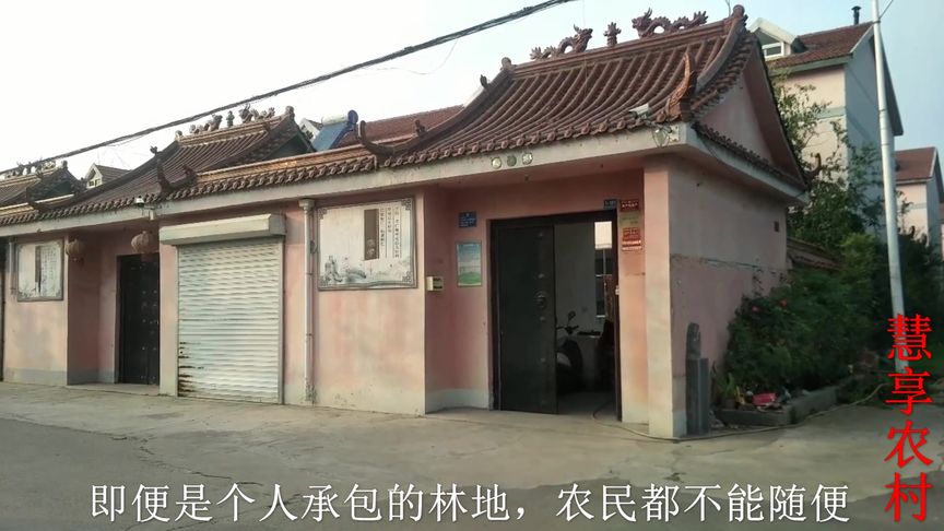 农民砍伐“自家”的树,到底合不合法?看看《森林法》怎么规定的