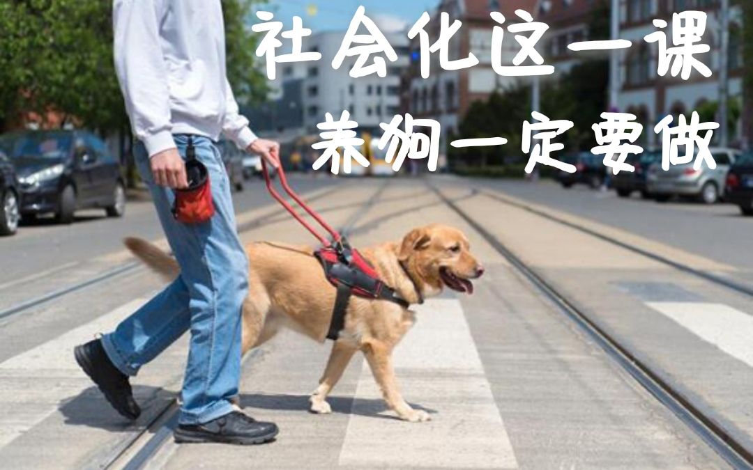 【狗狗的教育】社会化,狗狗最最重要的事