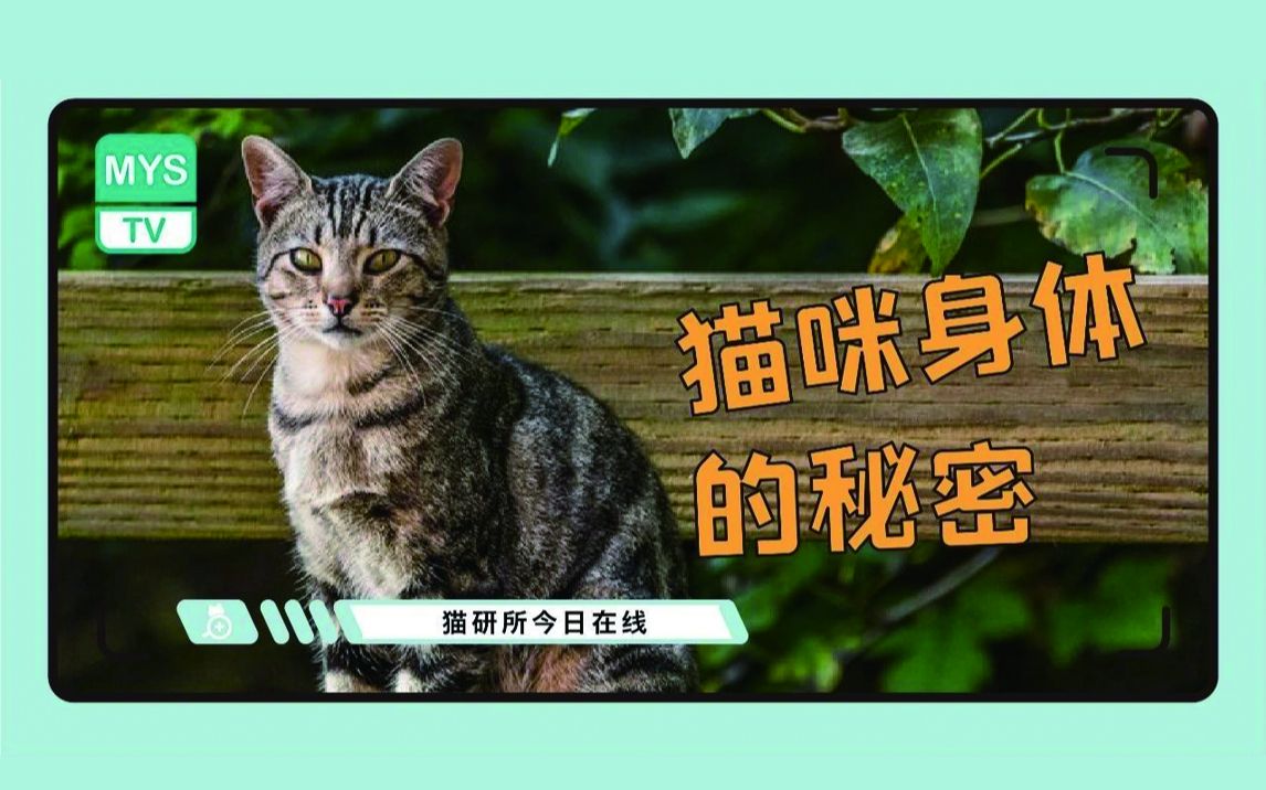 2分钟了解猫咪身体的6个秘密