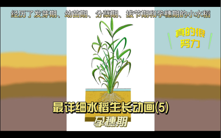 米科普|顺利到达下一个阶段,孕穗期!