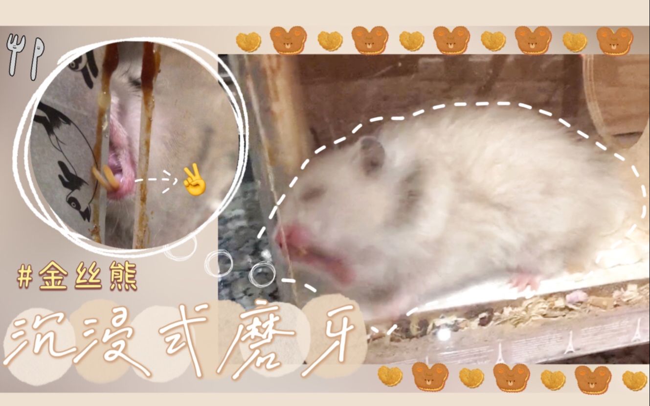 【贰一】金丝熊的沉浸式磨牙 | 叙利亚仓鼠 | 金丝熊饲养媛