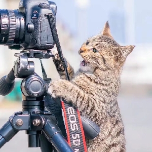 泰若星稀有的鱼片 