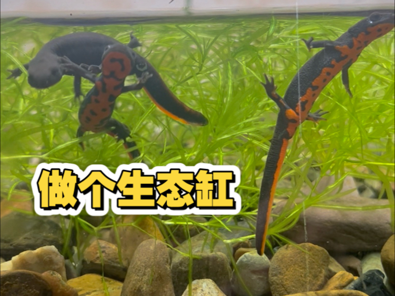 做个不用换水的生态缸