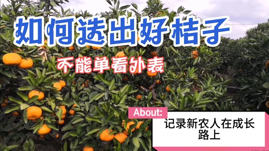 一只桔鲜生家乡台州,如何选好桔,外表不是标准,重在内涵