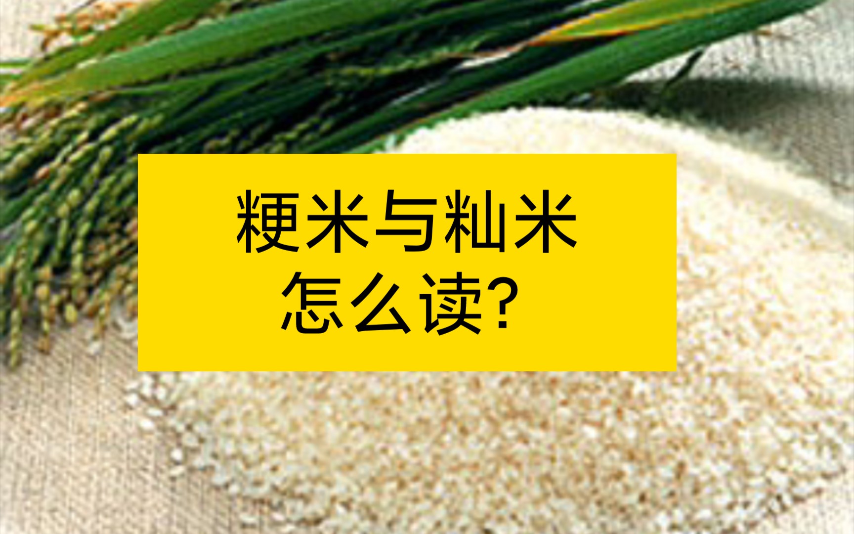 粳米,籼米怎么读?白米大米稻米