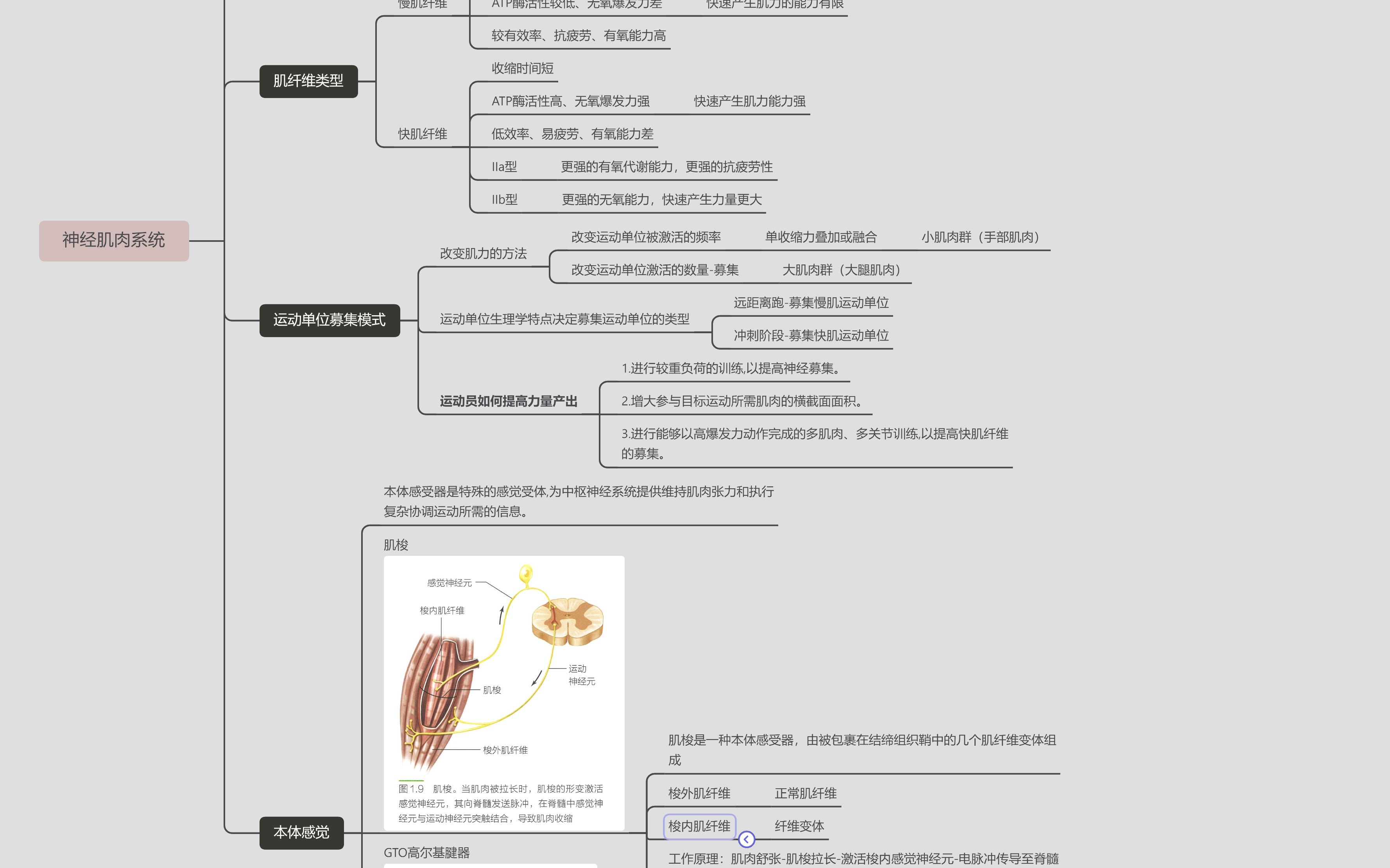 NSCA-CSCS 第1章 身体系统的结构和功能之神经肌肉系统
