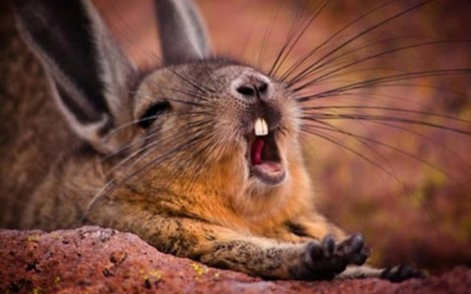 有种看了你别笑!你能忍到第几关?动物搞笑大合集!